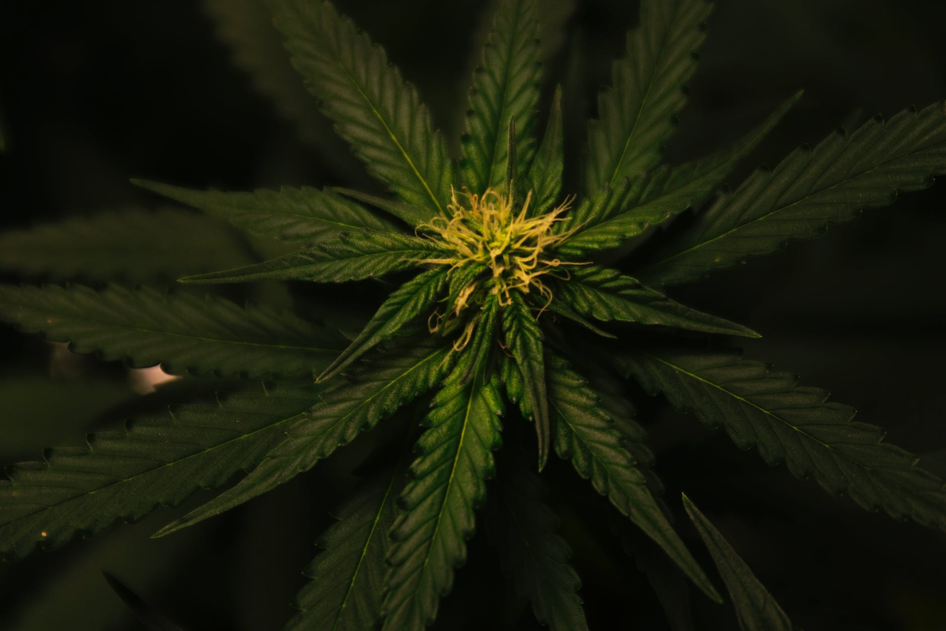 Budtender, The Weed, Cannabis, & Marijuana Dictionary
